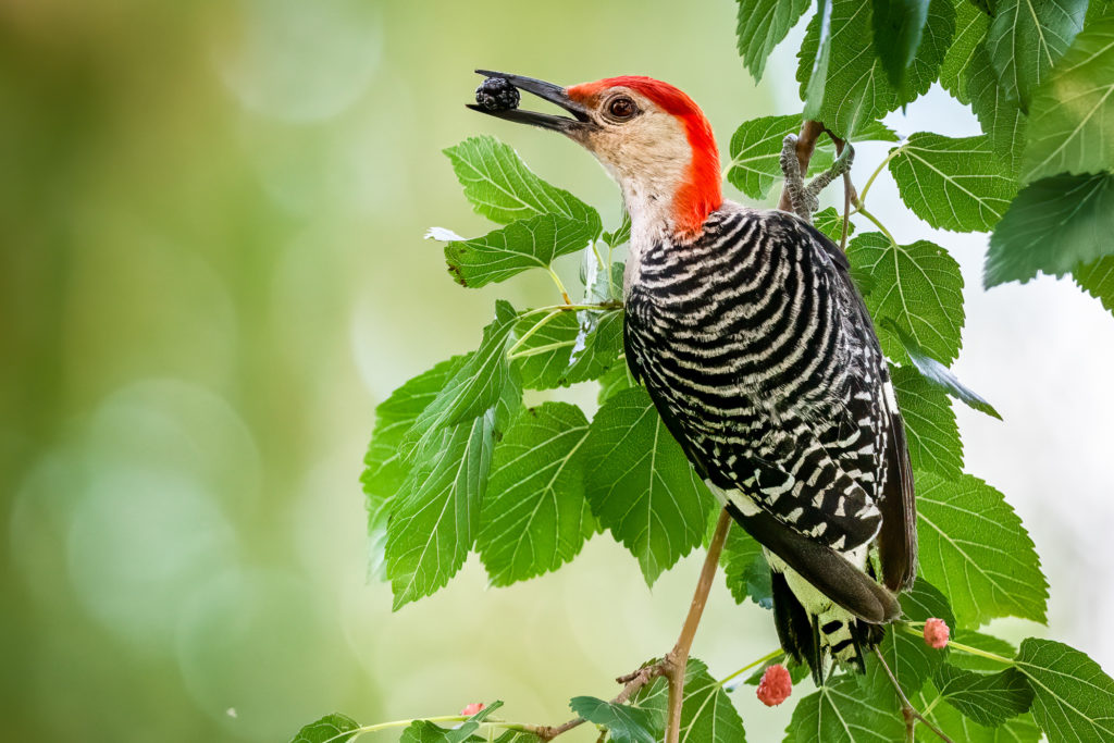 » 2020 All Living Things Photo Contest