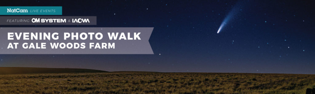 Evening Photowalk at Gale Woods Farm