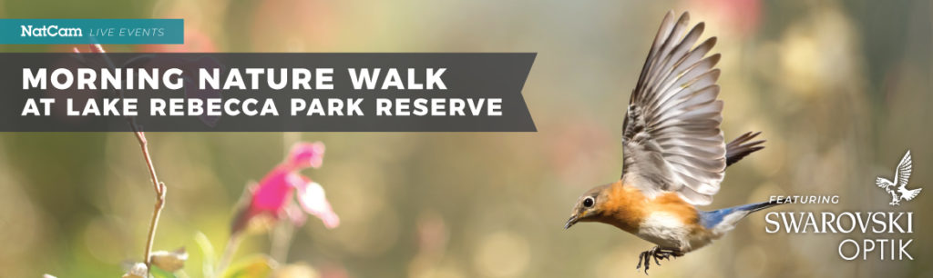 Morning Nature Walk with Swarovski Optik // Lake Rebecca Park Reserve